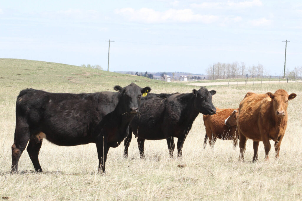 Recent rain may not be enough to halt the shrinking of Canada’s cattle – Kat Mango