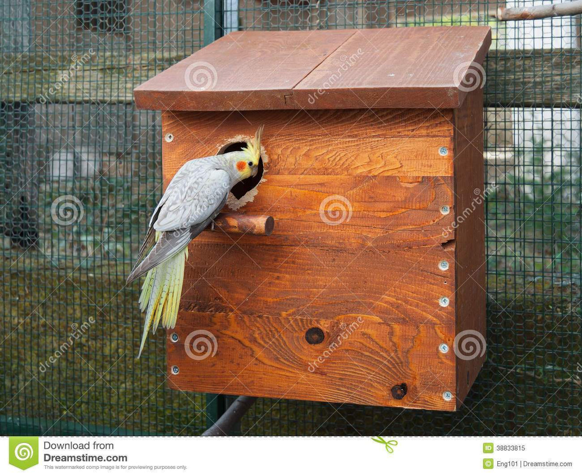 Cottage Cockatiel Nest Box – Kat Mango